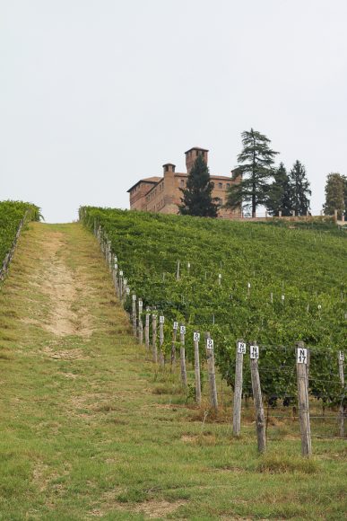 A spasso con Albeisa: tour di 3 giorni nelle Langhe - Licia Sangermano
