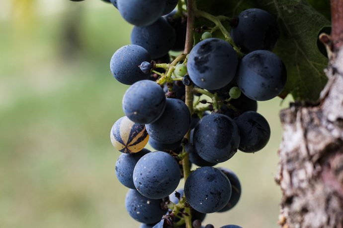 A spasso con Albeisa: tour di 3 giorni nelle Langhe - Licia Sangermano